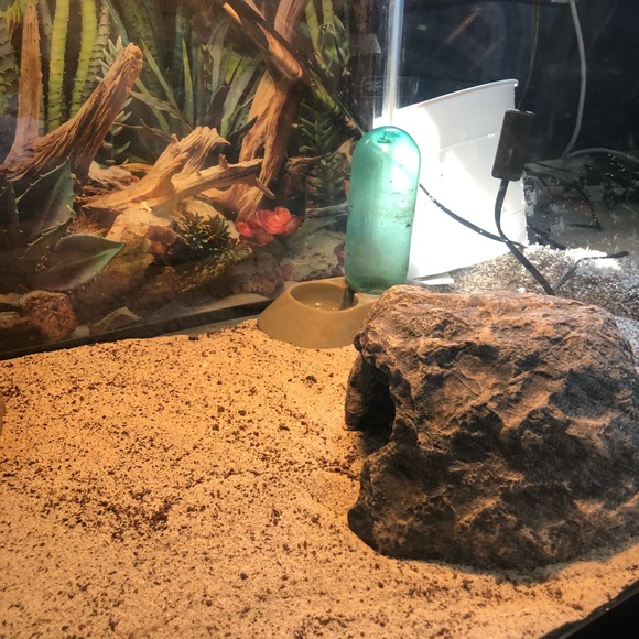 Reptile | 4 Gallon Lizard Tank With Lights | Poshmark